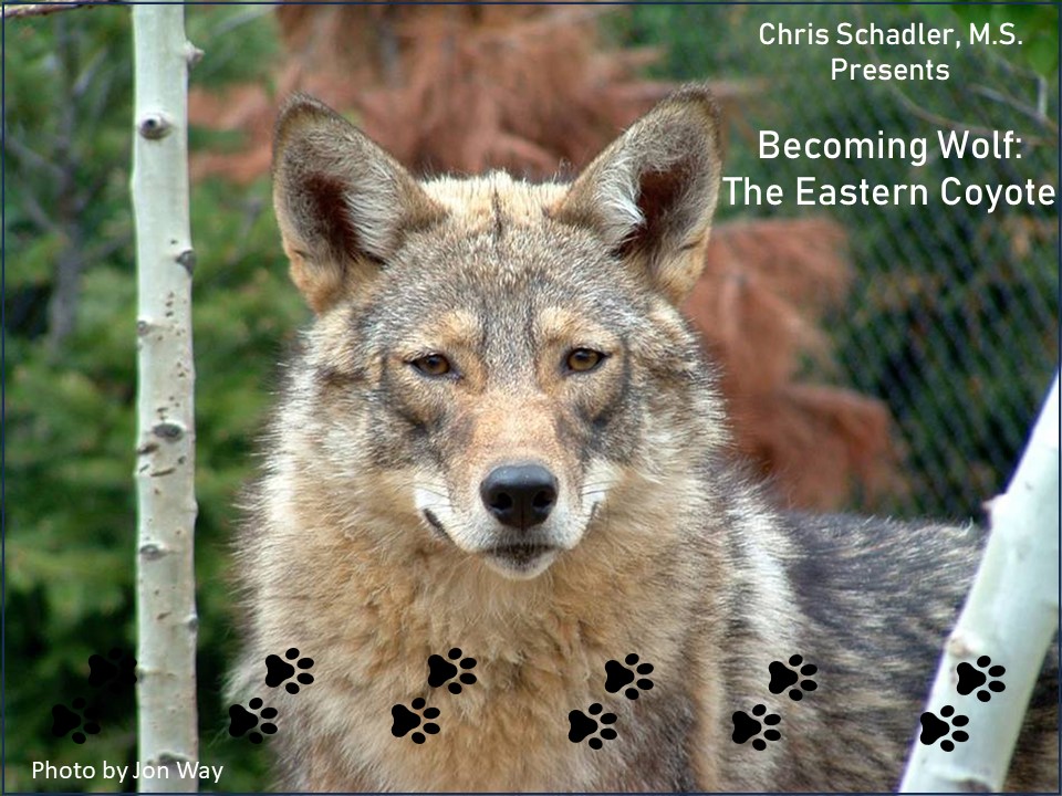 Becoming Wolf - Upper Valley Events Calendar | Discover NH & VT Happenings